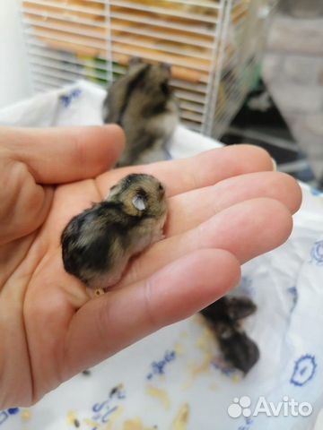 Отдам джунгарика