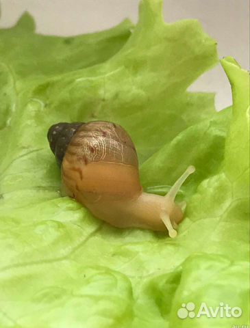 Улитки ахатины альбиносы