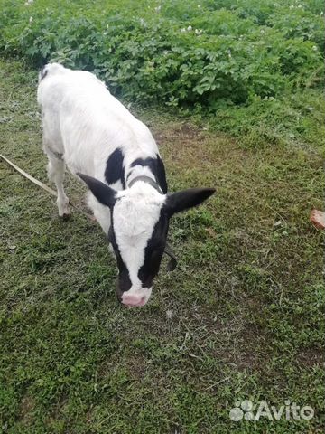 Телочка галштинка