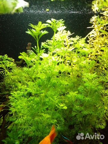 Растения для аквариума