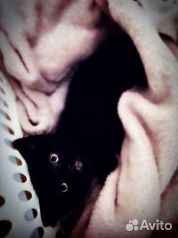 Котенок бесплатный