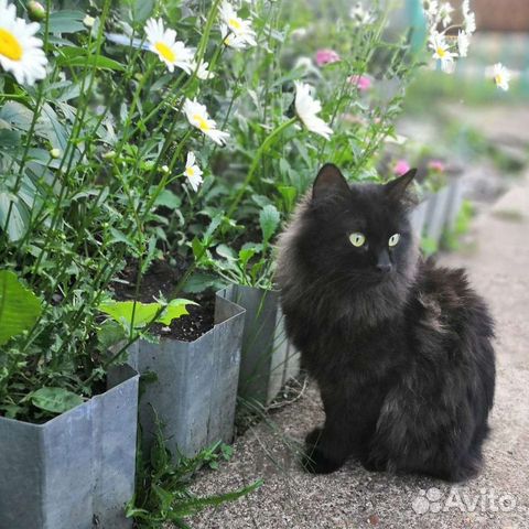 Кот в добрые руки