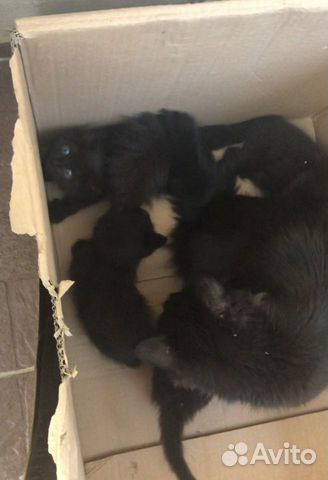 Отдаем 2 котенка мальчика в добрые руки