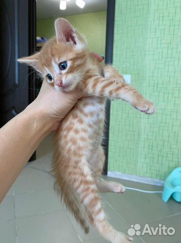 Бенгальские котята