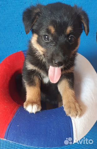 Семеро щенков,2мес