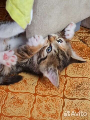 Найдена кошка отдам в дар, котенок чистый жизнерад