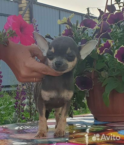 Мальчики чихуахуа микро и мини цветные
