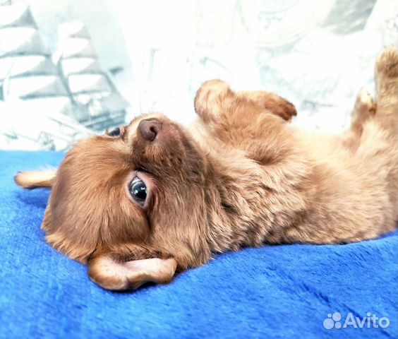 Лиловый домовёнок