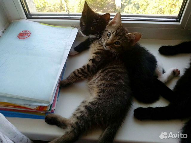 Котята мальчик и девочка