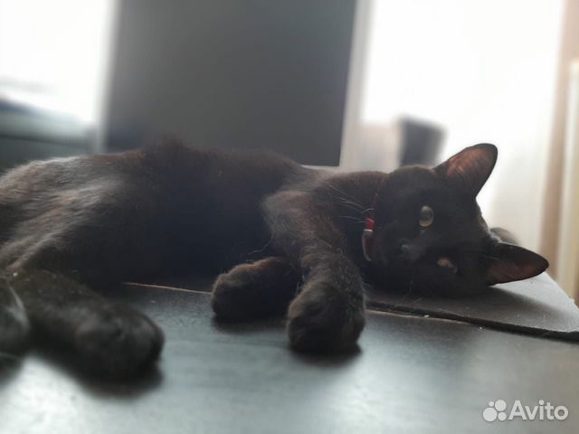 Молодой ласковый красивый парнишка ищет дом