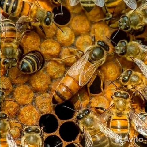 Пчелы матки плодные