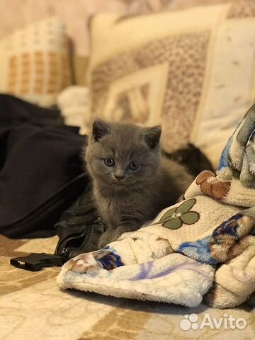 Вислоухие и прямоухие котята (Британцы и шотладка)