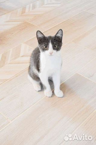 Котенок в дар