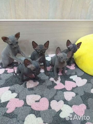 Котятки канадского сфинкса