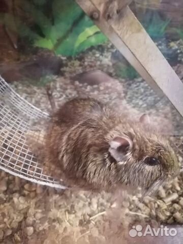 Отдам чилийскую белку(белка дегу) в хорошие руки