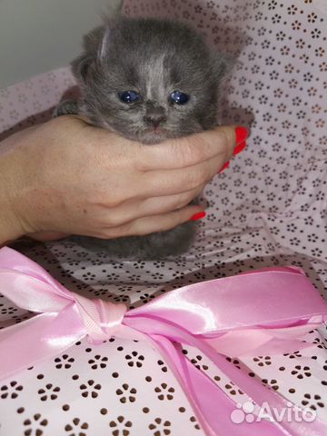 Котята персы/британцы