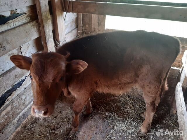 Продам телят бычков
