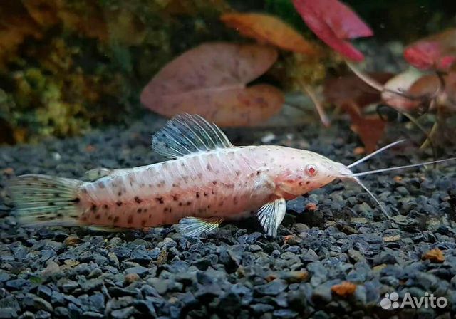 Таракатумы