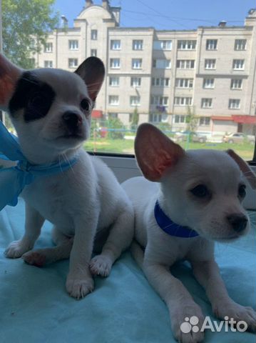 Продаются ушастые и интиллигентные щенки чихуахуа