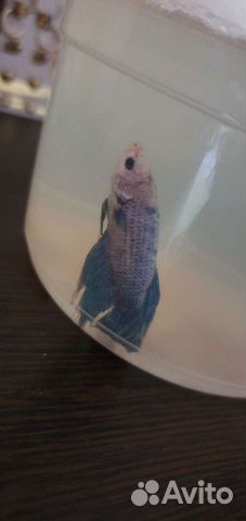 Рыбки и аквариум