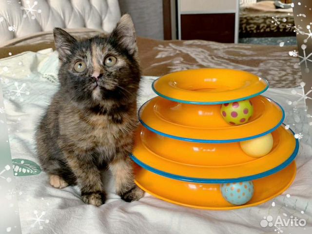 Забавные Пушистики