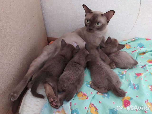 Бурманская