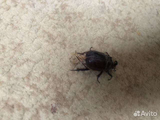 Жук носорог