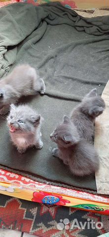 Котята русская голубая