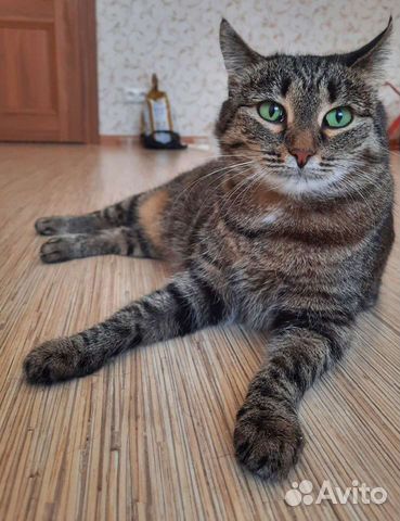 Европейская кошка