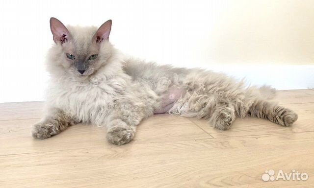 Красота неписанная (кошка, котенок, котята)