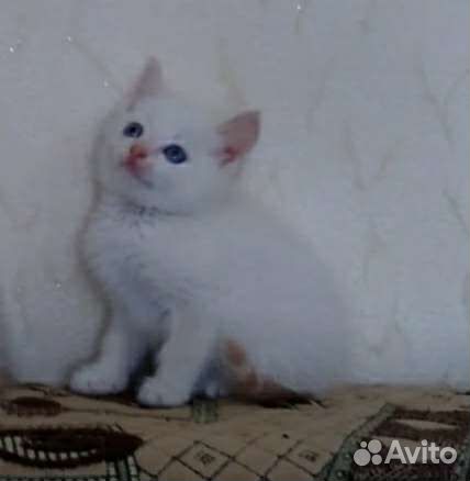 Двухмесячный котёнок ищет новый дом