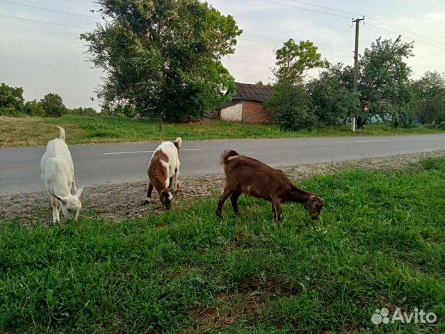 Козы породы Ламанц