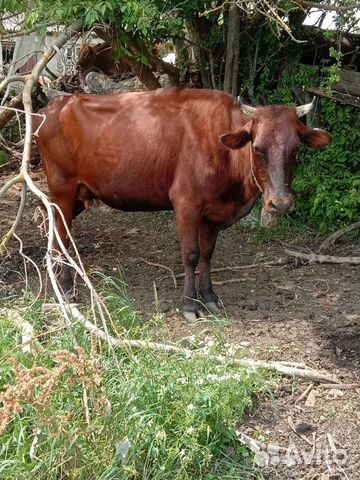 Двойные коровы. Продаю