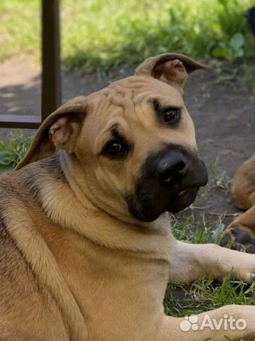 Ка де бо(алиментная девочка)