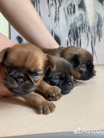 Брвбансоны и гриффоны