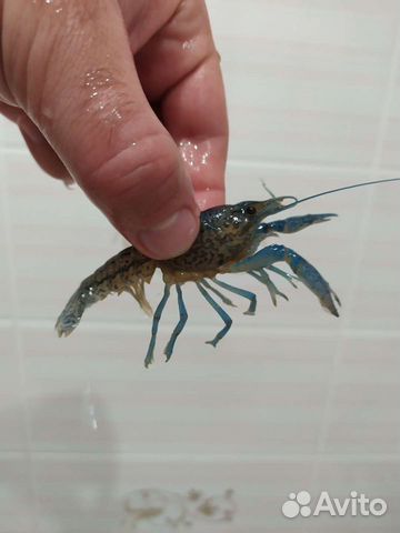 Голубые раки