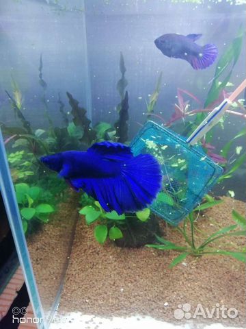 Рыба петушок и гуппи эндлера