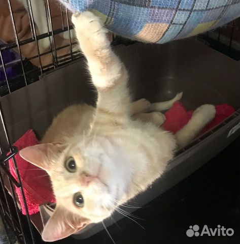 Ждет домашнего чуда Персик