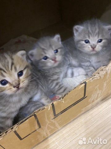 Шотландские вислоухие котята мраморные