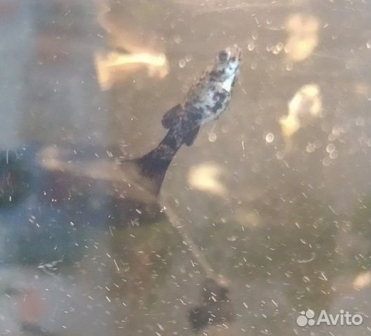 Моллинезии рыбки