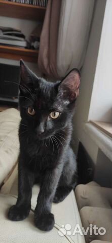 Черный котенок