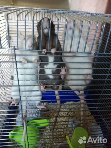 Крысы бесплатно