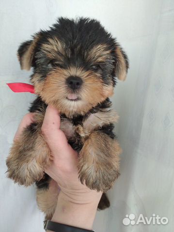 Мальчики -красавчики.Йорки