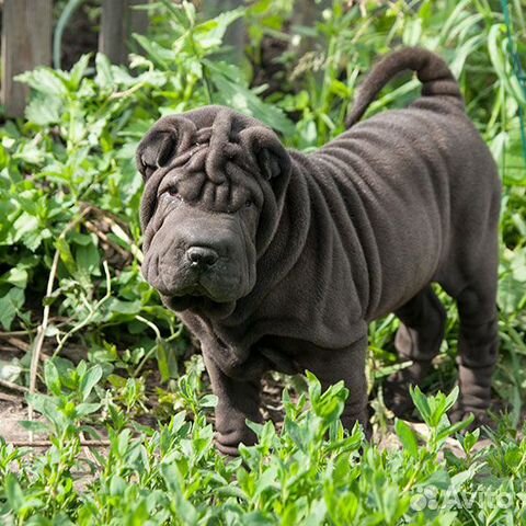 Шикарная черная хорсовая малышка шарпейчик