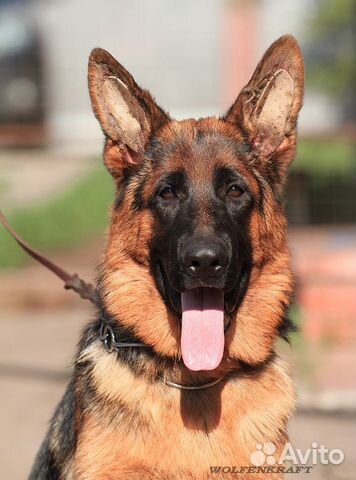 Элитная сука-щенок немецкой овчарки