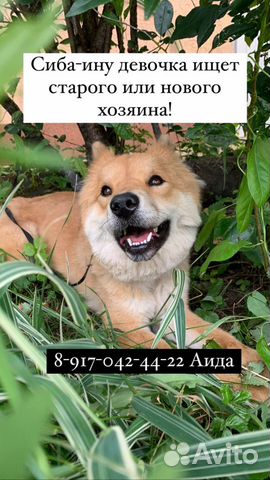 Найдена собака Сиба Ину предположительно
