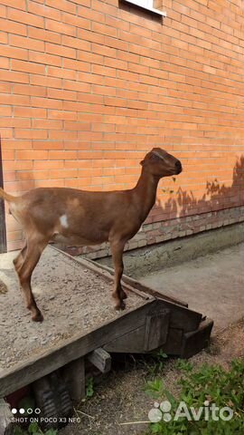 Козлята Американская ламанча