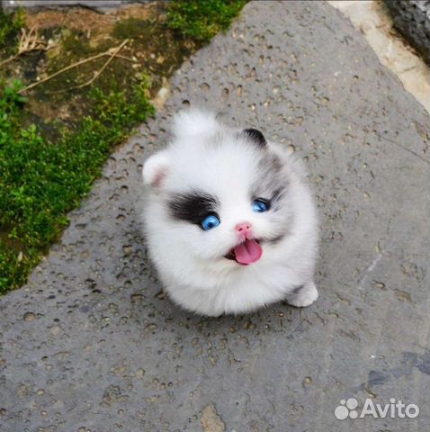 Померанский шпиц Микро Корея Импорт