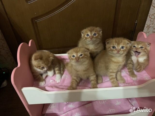 Котята
