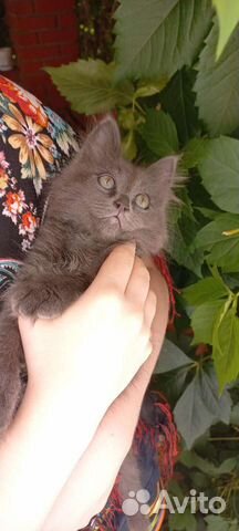 Котенок